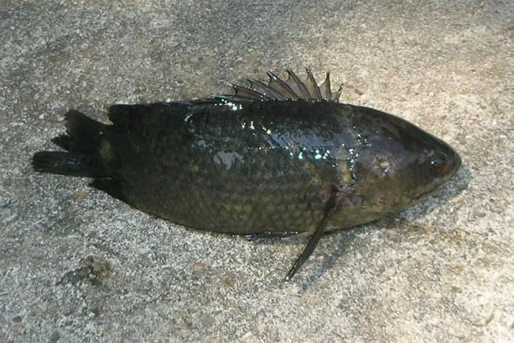 5 Fakta Menarik Ikan Betok, Bisa Bernapas dan Merayap di Daratan! | IDN ...