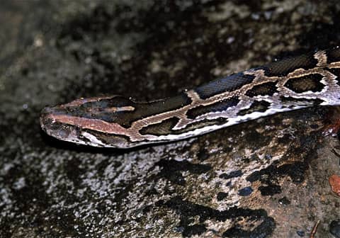 5 Ular Sanca dari Genus Python yang Berasal dari Asia, Apa Saja? | IDN ...