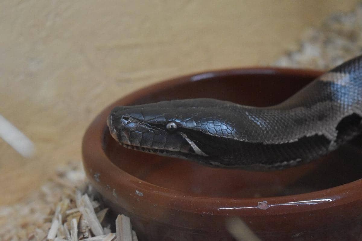 5 Ular Sanca dari Genus Python yang Berasal dari Asia, Apa Saja? | IDN ...