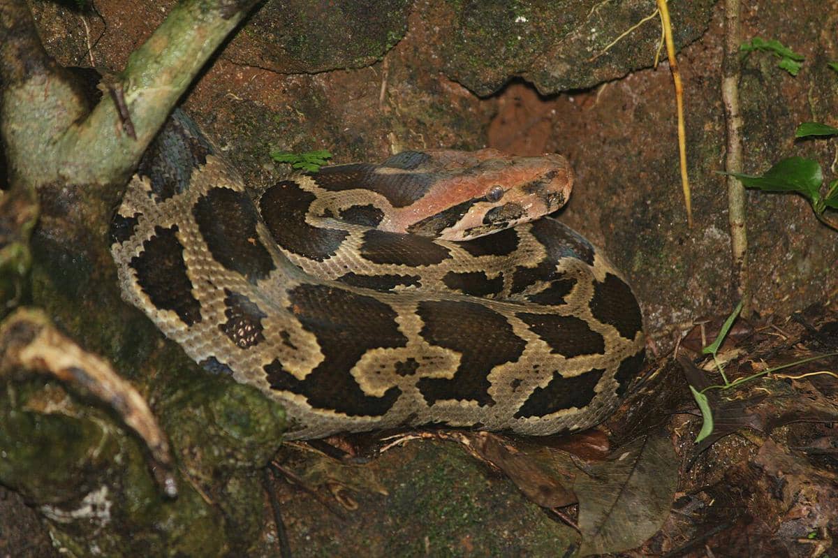 5 Ular Sanca dari Genus Python yang Berasal dari Asia, Apa Saja? | IDN ...