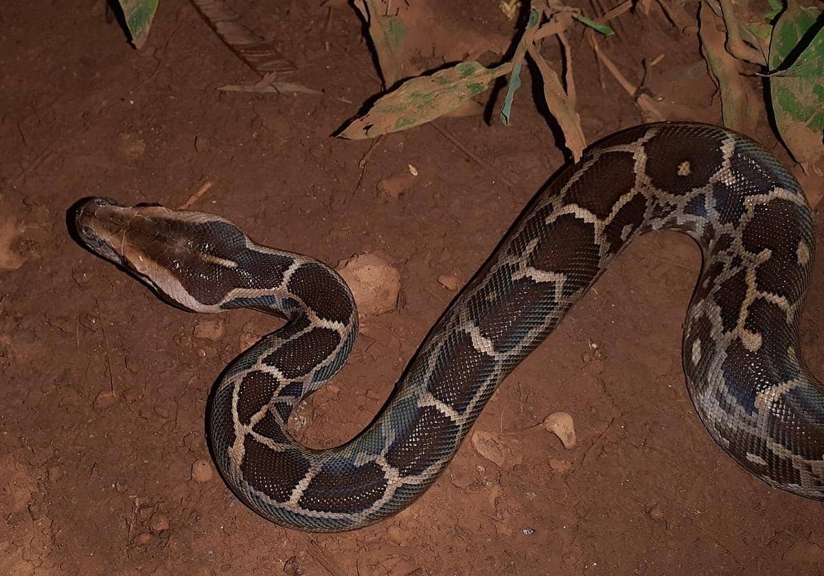 5 Ular Sanca dari Genus Python yang Berasal dari Asia, Apa Saja? | IDN ...