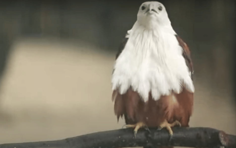 6 Fakta Menarik Elang Bondol, Burung Monogami hingga Seumur Hidup | IDN ...