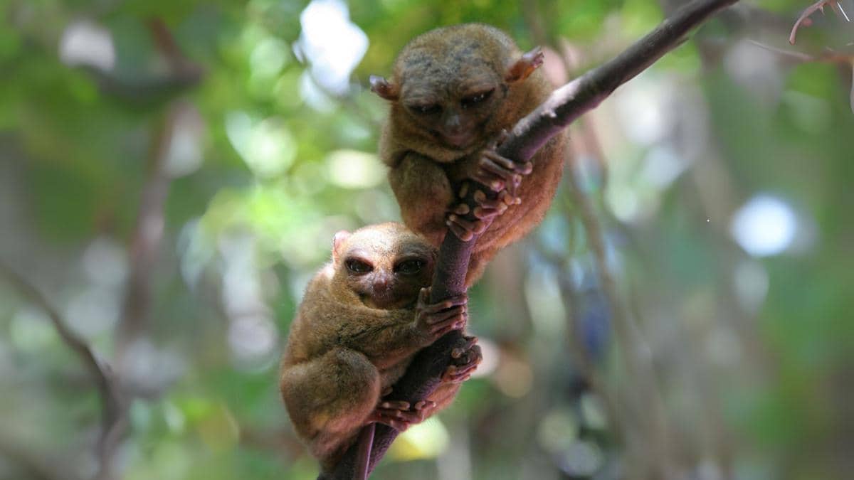 Lebih Tua dari Orangutan, Kenalan dengan Tarsius, si Primata Purba yang ...