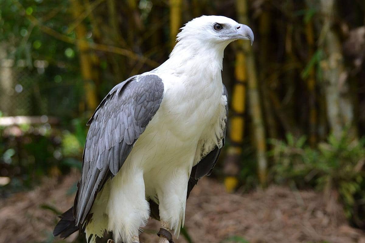5 Burung Elang yang Menghuni Australia, Jadi Penguasa Langit | IDN Times