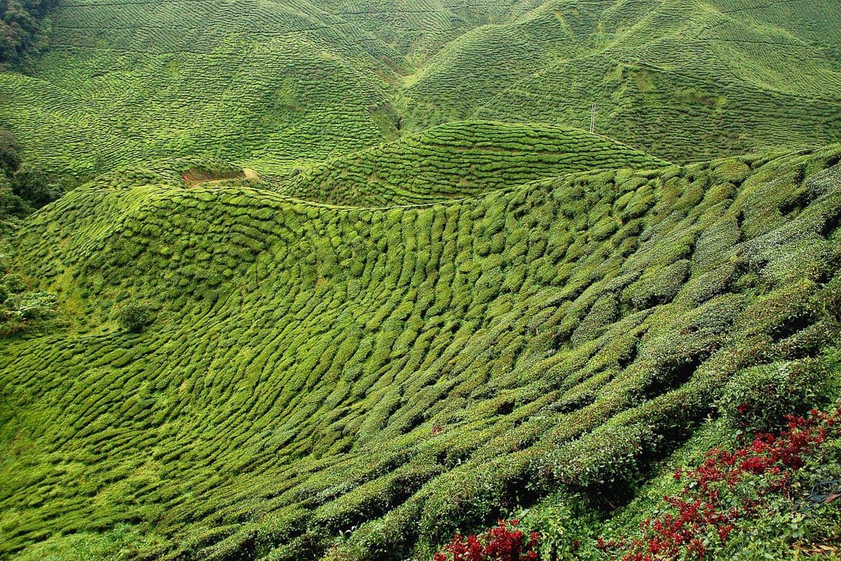 Cameron Highlands, Pahang: Lokasi, Rute, Jam Buka, HTM, dan Tips | IDN ...