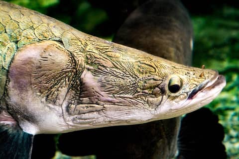 Mengenal Semua Spesies Ikan Arapaima, Monster Ganas Penghuni Sungai ...