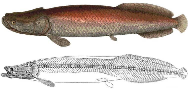 Mengenal Semua Spesies Ikan Arapaima, Monster Ganas Penghuni Sungai ...