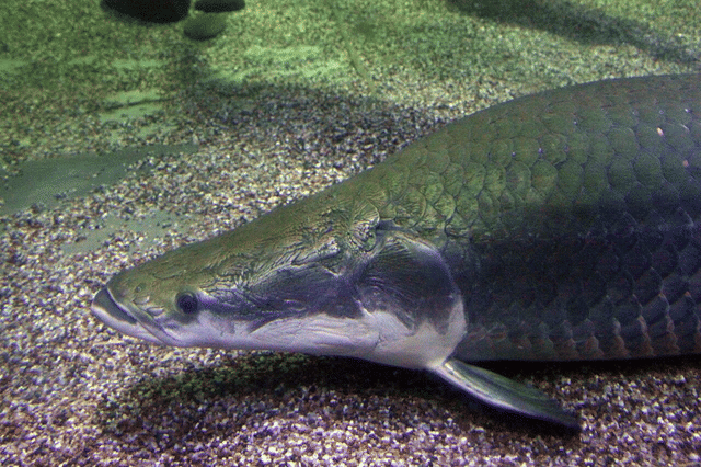Mengenal Semua Spesies Ikan Arapaima, Monster Ganas Penghuni Sungai ...