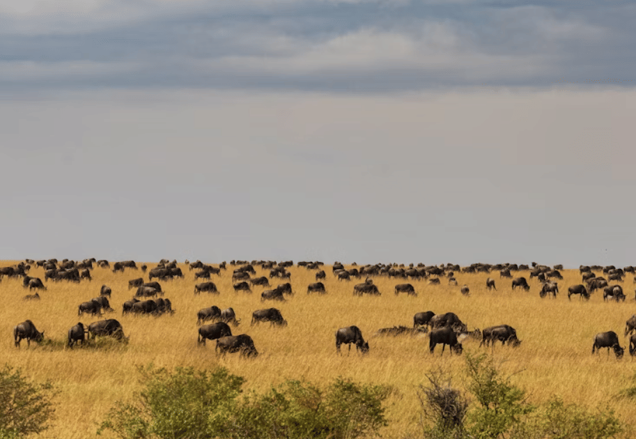 5 Fakta Negara Kenya, Surga Satwa Liar dan Budaya Afrika Timur | IDN Times