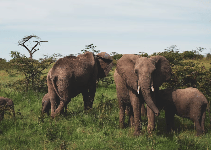 5 Fakta Negara Kenya, Surga Satwa Liar dan Budaya Afrika Timur | IDN Times
