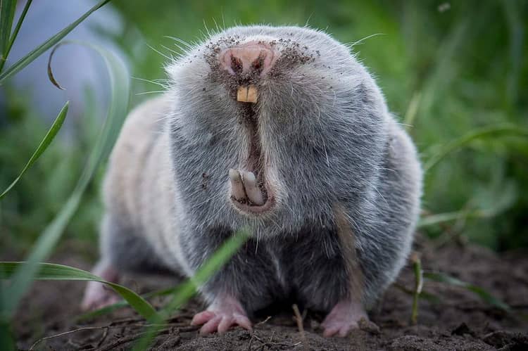 5 Fakta Lesser Blind Mole Rat, Hewan Unik Tahan terhadap Sel Kanker ...