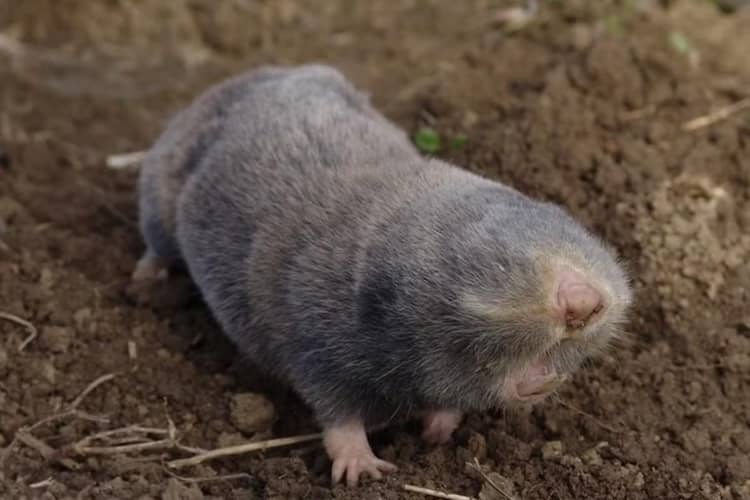 5 Fakta Lesser Blind Mole Rat, Hewan Unik Tahan terhadap Sel Kanker ...