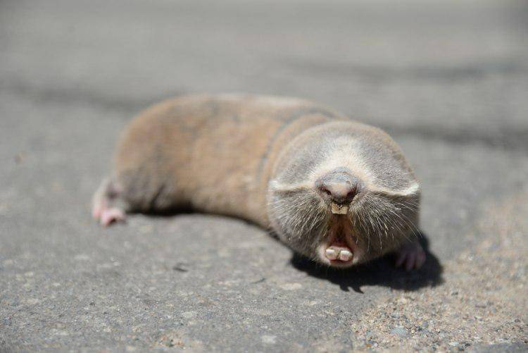 5 Fakta Lesser Blind Mole Rat, Hewan Unik Tahan terhadap Sel Kanker ...