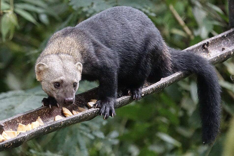 7 Fakta Unik Tayra, Mamalia Imut yang Dijuluki Orang Tua dari Hutan ...