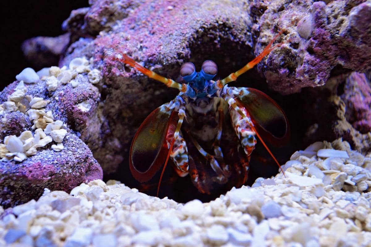 5 Fakta Udang Mantis, si Petinju Lautan dengan Penglihatan Spektakuler ...