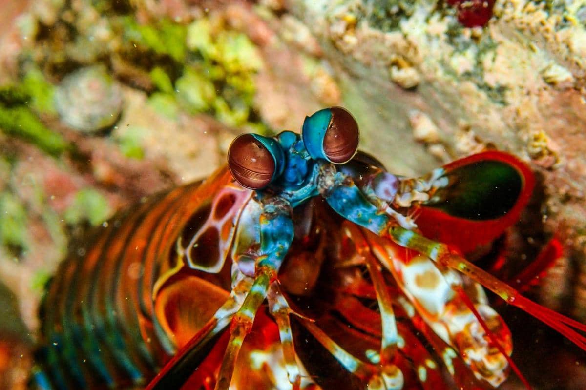 5 Fakta Udang Mantis, si Petinju Lautan dengan Penglihatan Spektakuler ...