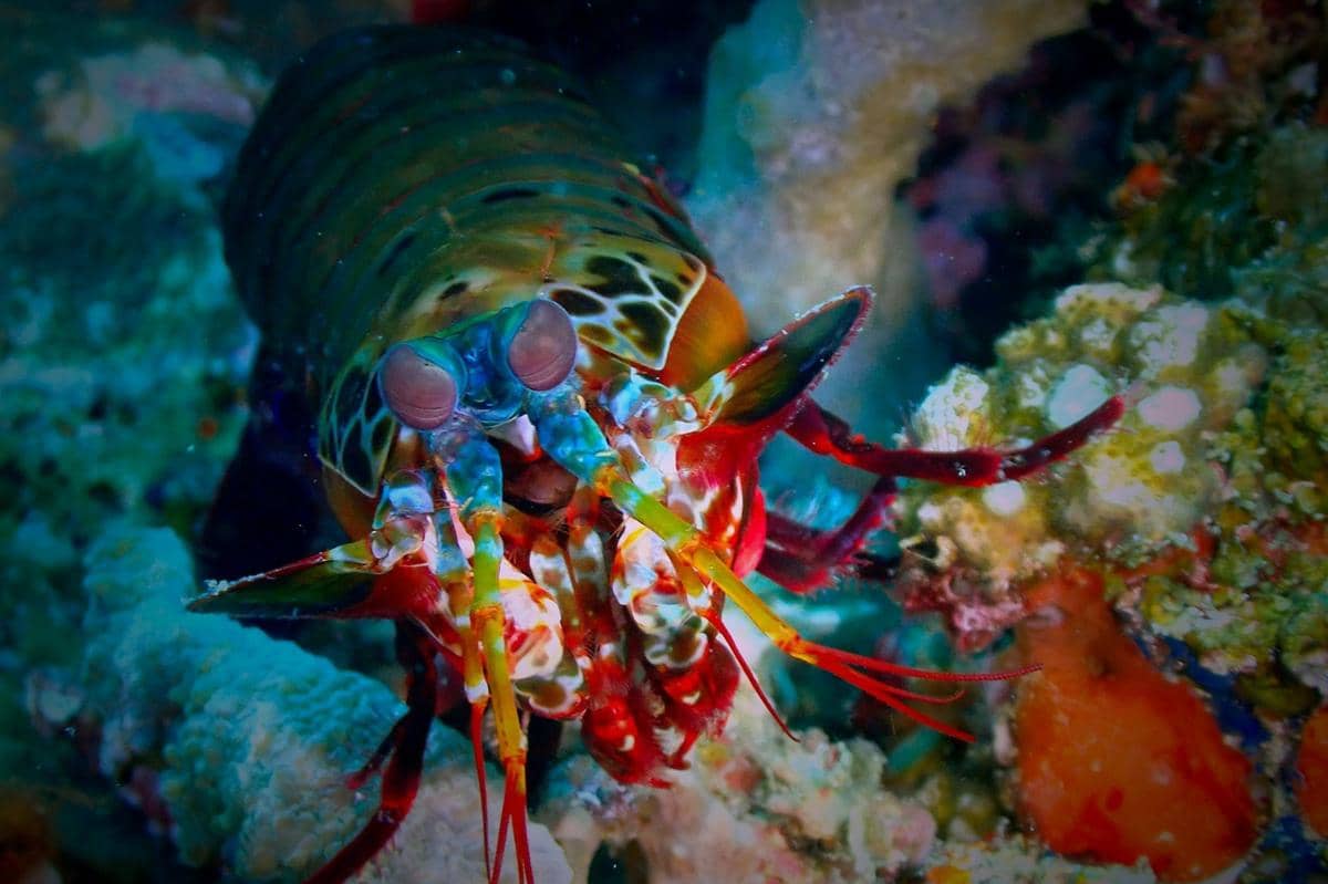 5 Fakta Udang Mantis, si Petinju Lautan dengan Penglihatan Spektakuler ...