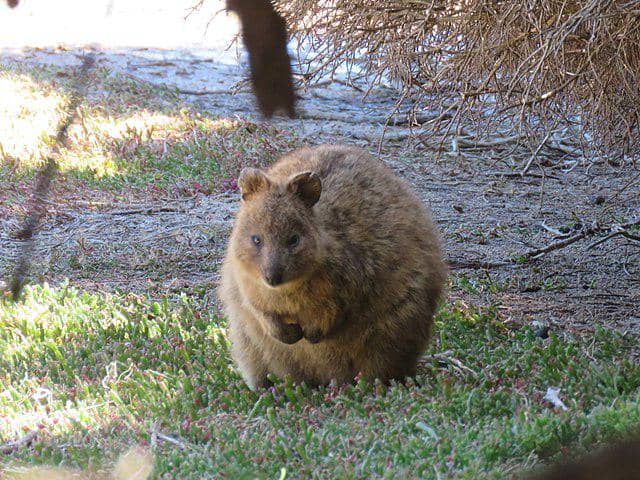 Quokka: Hewan Paling Bahagia yang Jadi Selebgram Pulau Rottnest | IDN Times