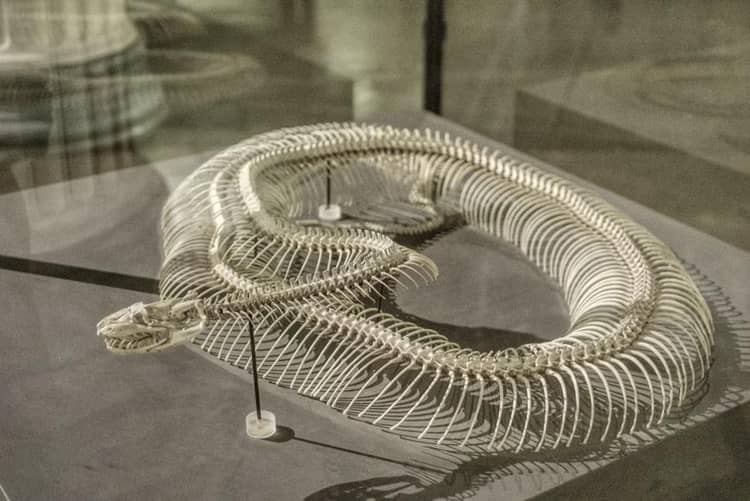 Apakah Ular Memiliki Tulang Belakang? Ini Penjelasannya! | IDN Times