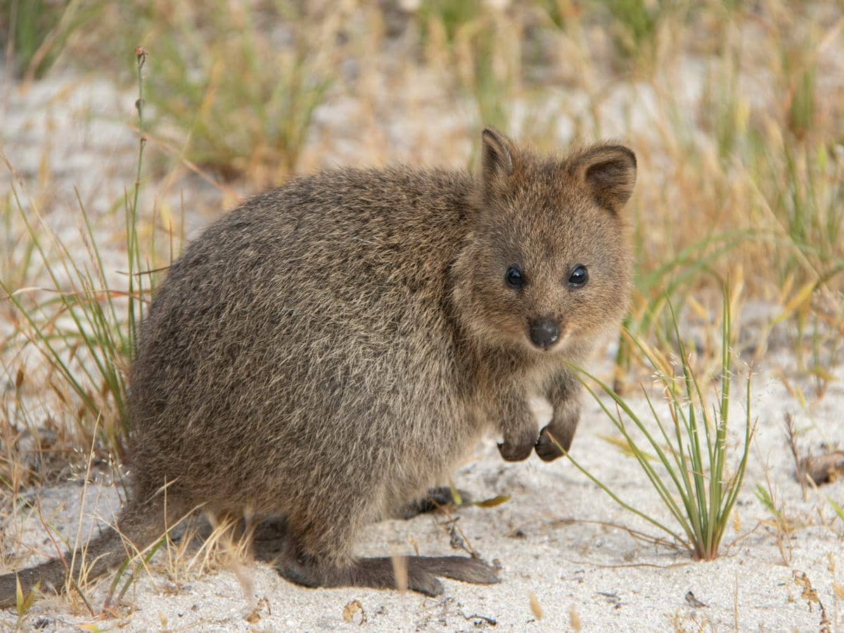 Quokka: Hewan Paling Bahagia yang Jadi Selebgram Pulau Rottnest | IDN Times