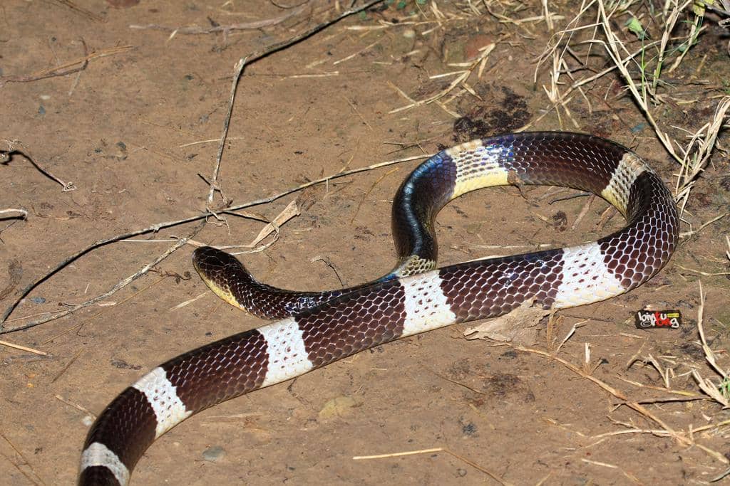 5 Fakta Ular Weling yang Punya Bisa Mematikan dan Sering Masuk Rumah ...