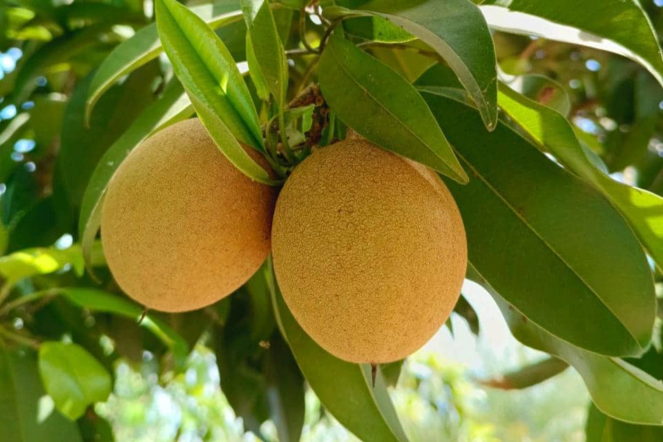 8 Buah dari Huruf S Beserta Manfaatnya, Sudah Familier sama Semua ...