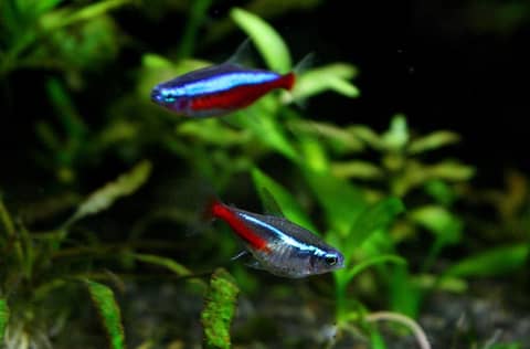 Mengenal Neon Tetra, Ikan Hias Cantik Anggota Genus Paracheirodon | IDN ...
