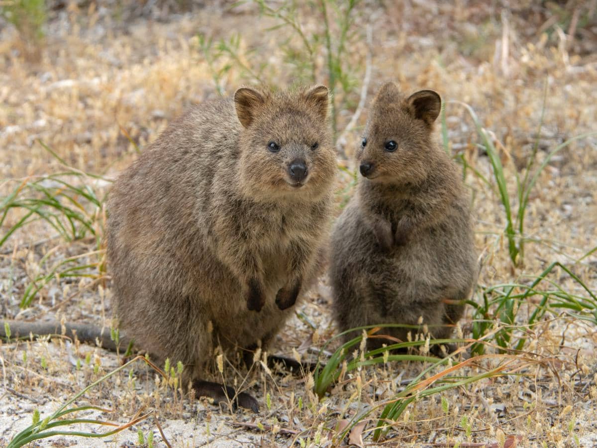 Quokka: Hewan Paling Bahagia yang Jadi Selebgram Pulau Rottnest | IDN Times