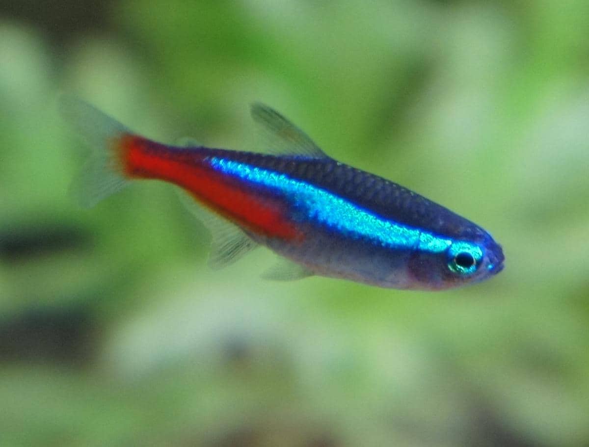 Mengenal Neon Tetra, Ikan Hias Cantik Anggota Genus Paracheirodon | IDN ...