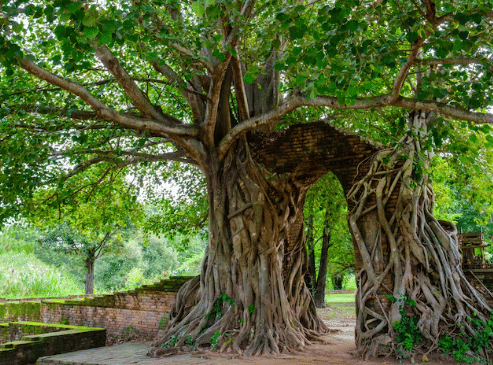 5 Jenis Pohon yang Cocok Ditanam Dekat Sumber Mata Air | IDN Times