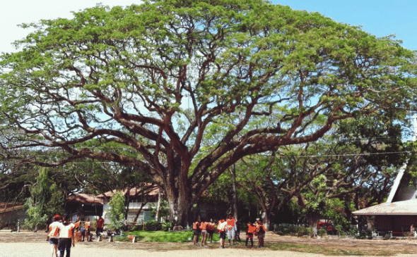 5 Jenis Pohon yang Cocok Ditanam Dekat Sumber Mata Air | IDN Times