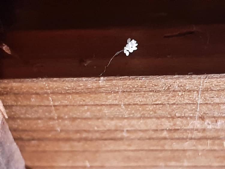 5 Bunga Langka yang Mekarnya Cuma Sekali Seumur Hidup | IDN Times