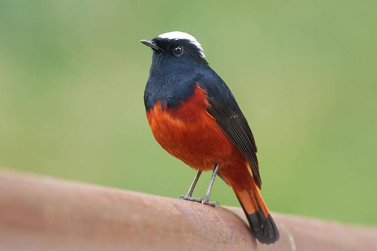 5 Fakta Menarik Evolusi Burung, Ternyata Burung Merupakan Keturunan ...