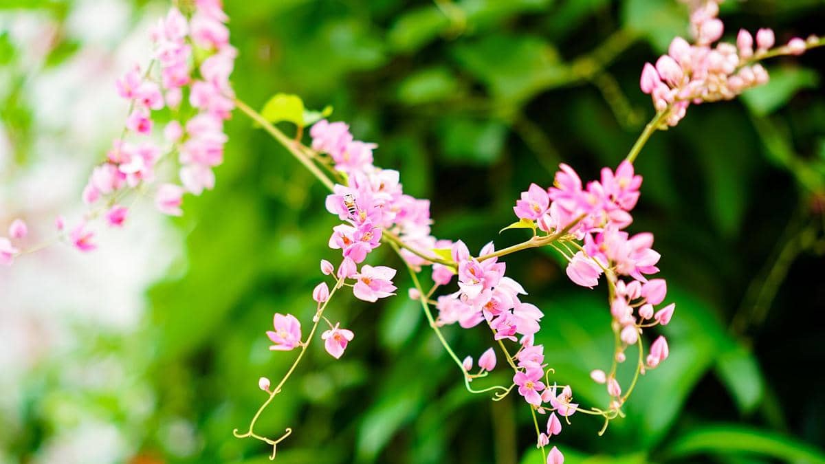 6 Bunga Cantik yang Bersifat Invasif, Jangan Asal Tanam! | IDN Times