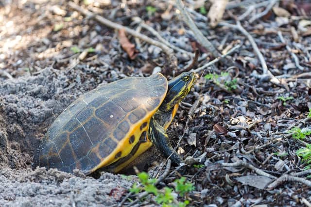 5 Fakta Menarik Chicken Turtle, Rasa Dagingnya Mirip Ayam | IDN Times