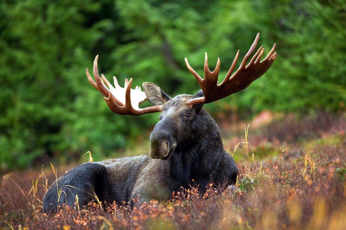 8 Fakta Moose, Rusa Terbesar di Dunia Penghuni Hutan Boreal | IDN Times