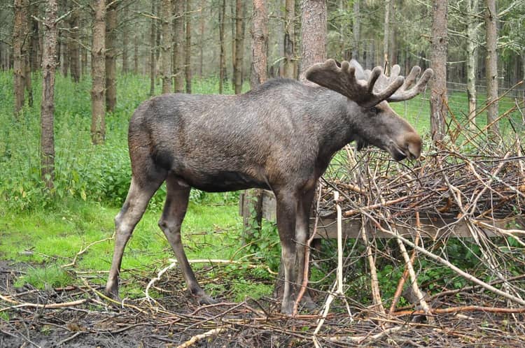 8 Fakta Moose, Rusa Terbesar di Dunia Penghuni Hutan Boreal | IDN Times