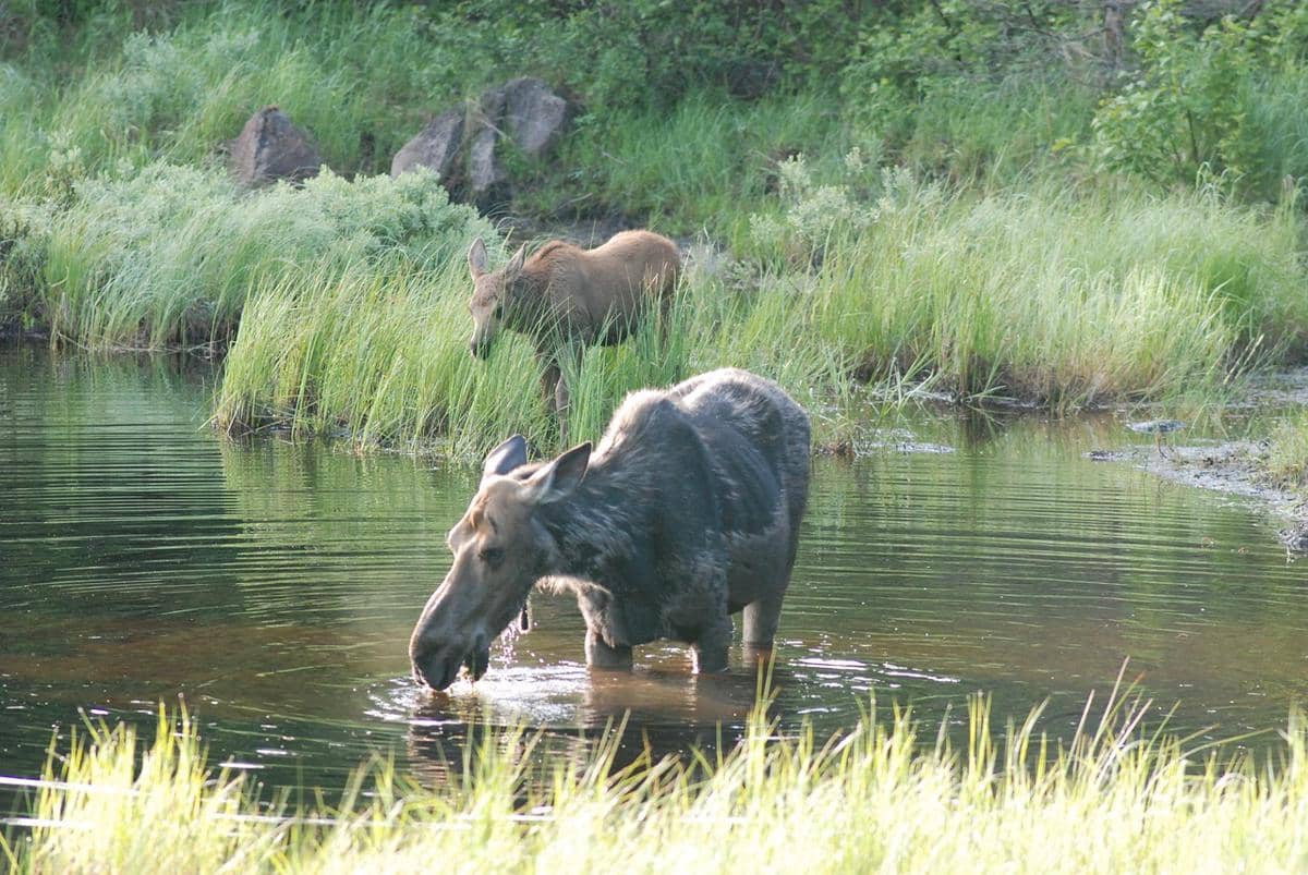 8 Fakta Moose, Rusa Terbesar di Dunia Penghuni Hutan Boreal | IDN Times