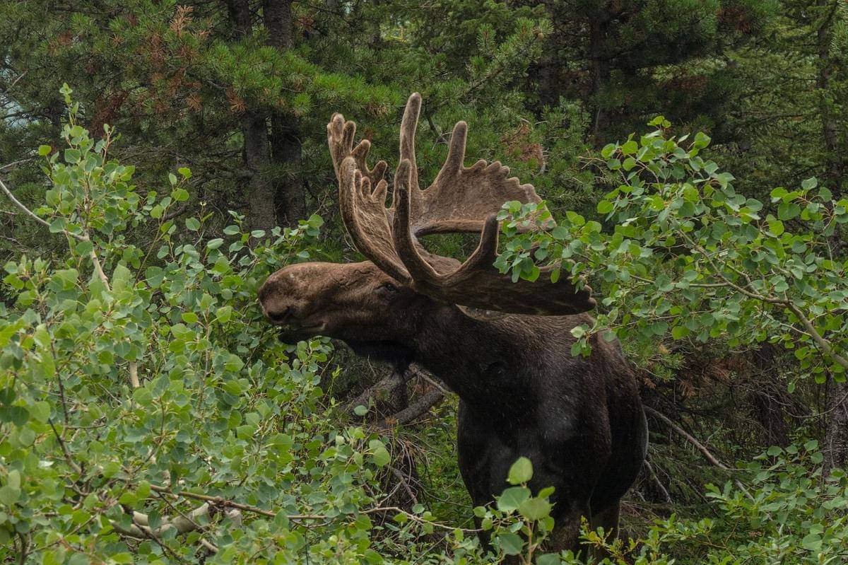 8 Fakta Moose, Rusa Terbesar di Dunia Penghuni Hutan Boreal | IDN Times