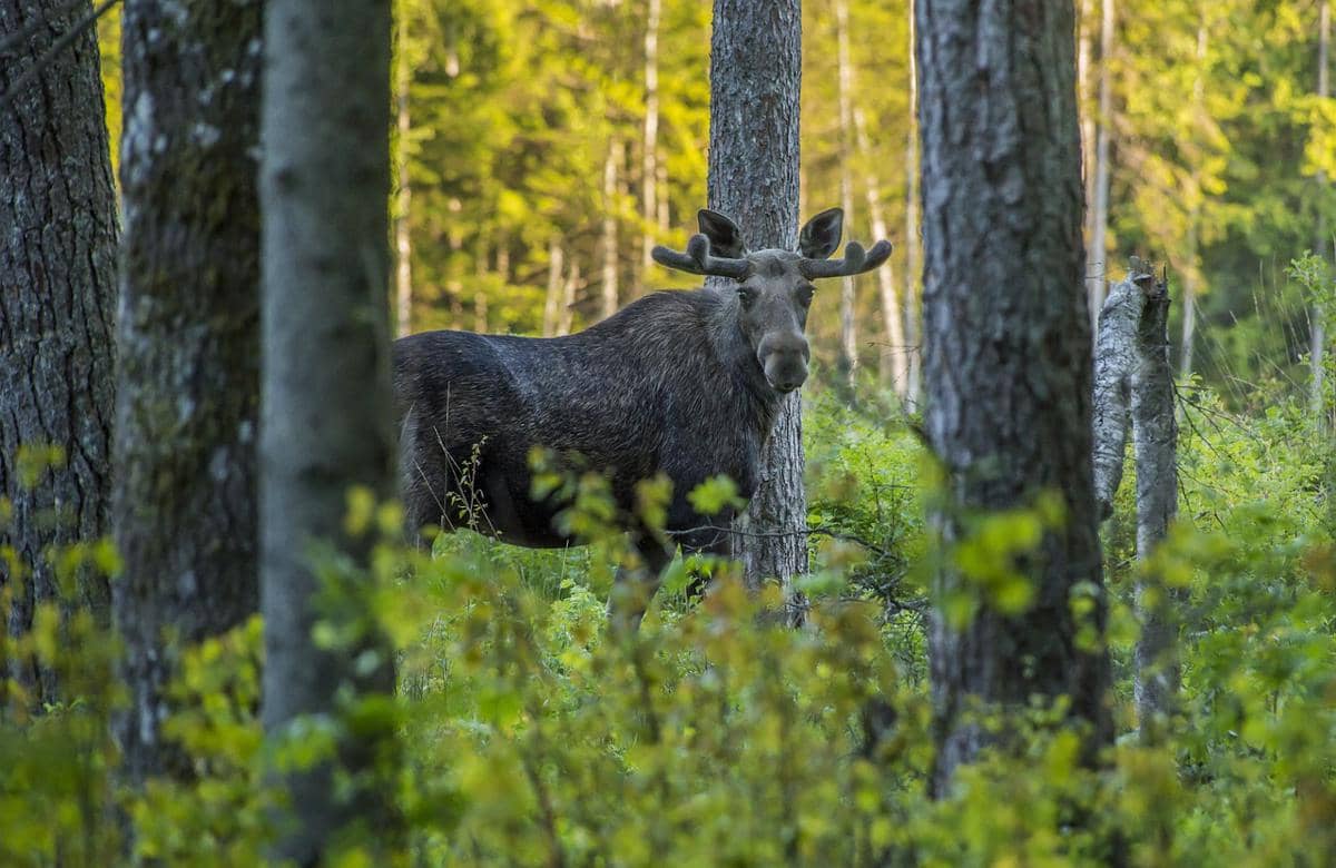 8 Fakta Moose, Rusa Terbesar di Dunia Penghuni Hutan Boreal | IDN Times