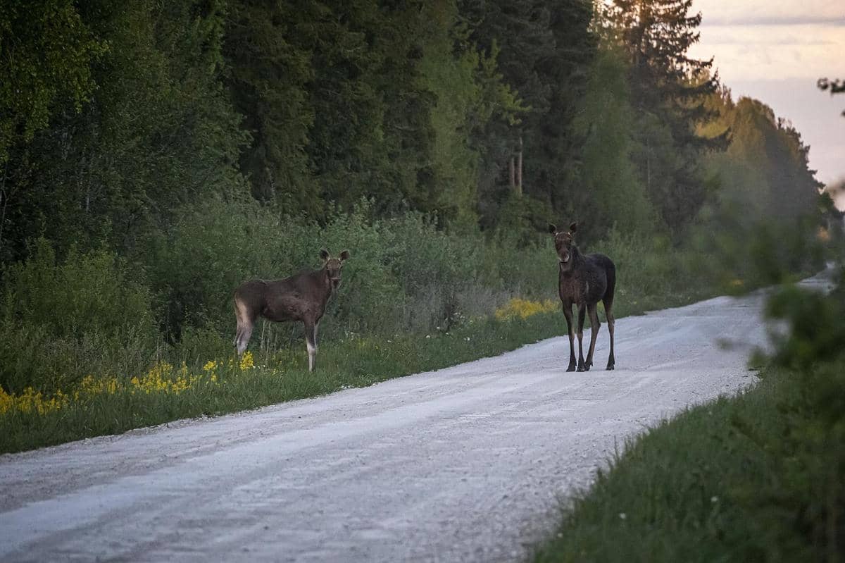 8 Fakta Moose, Rusa Terbesar di Dunia Penghuni Hutan Boreal | IDN Times