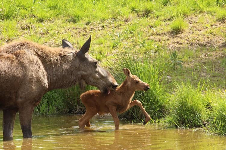 8 Fakta Moose, Rusa Terbesar di Dunia Penghuni Hutan Boreal | IDN Times