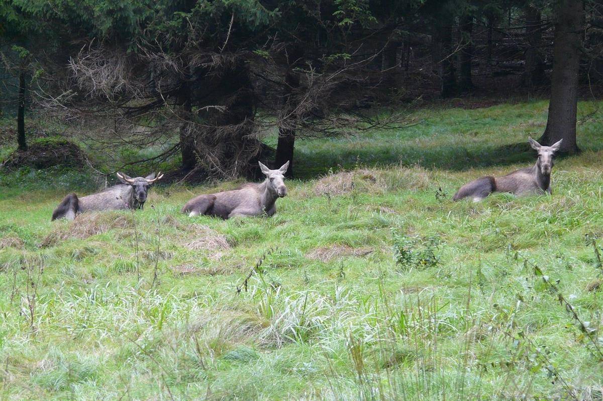 8 Fakta Moose, Rusa Terbesar di Dunia Penghuni Hutan Boreal | IDN Times