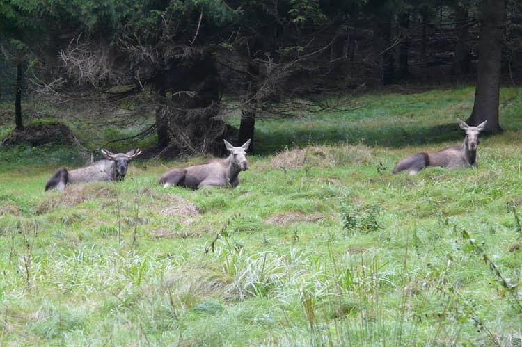 8 Fakta Moose, Rusa Terbesar di Dunia Penghuni Hutan Boreal | IDN Times
