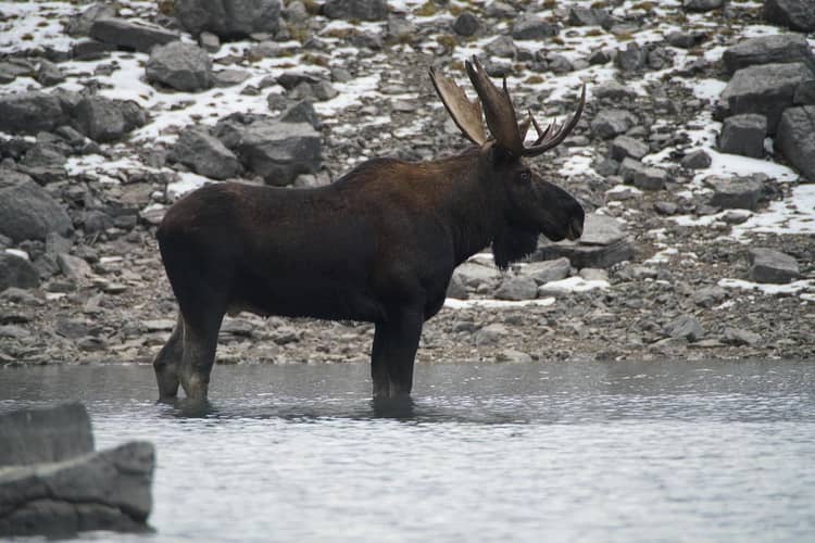 8 Fakta Moose, Rusa Terbesar di Dunia Penghuni Hutan Boreal | IDN Times