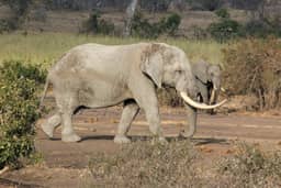 Punya Fungsi Rahasia, Ini 6 Fakta Mengejutkan Gading Gajah | IDN Times
