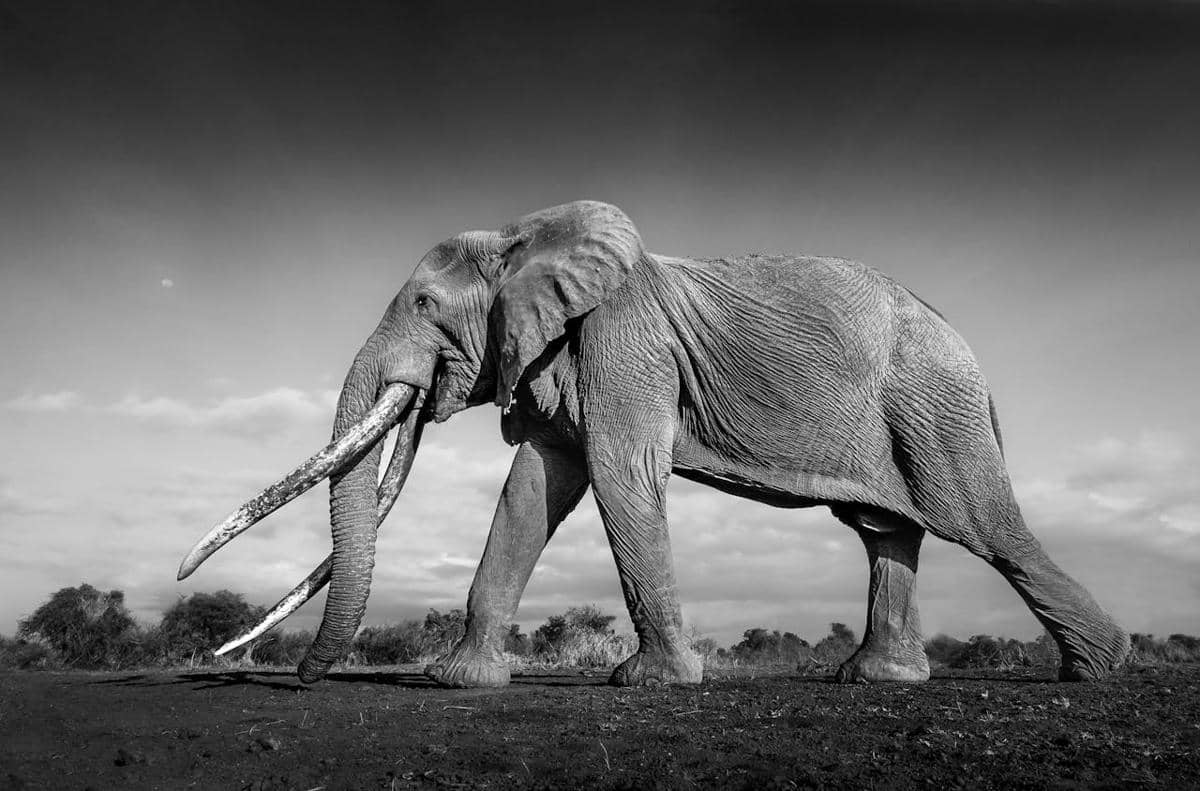 Punya Fungsi Rahasia, Ini 6 Fakta Mengejutkan Gading Gajah | IDN Times