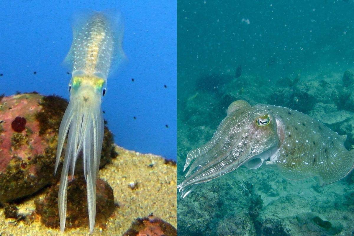 6 Perbedaan Cumi-Cumi dan Sotong, Serupa tapi Tak Sama! | IDN Times