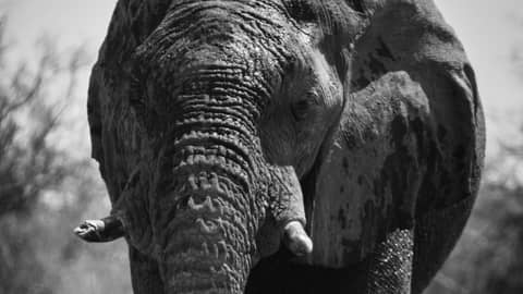 Punya Fungsi Rahasia, Ini 6 Fakta Mengejutkan Gading Gajah | IDN Times