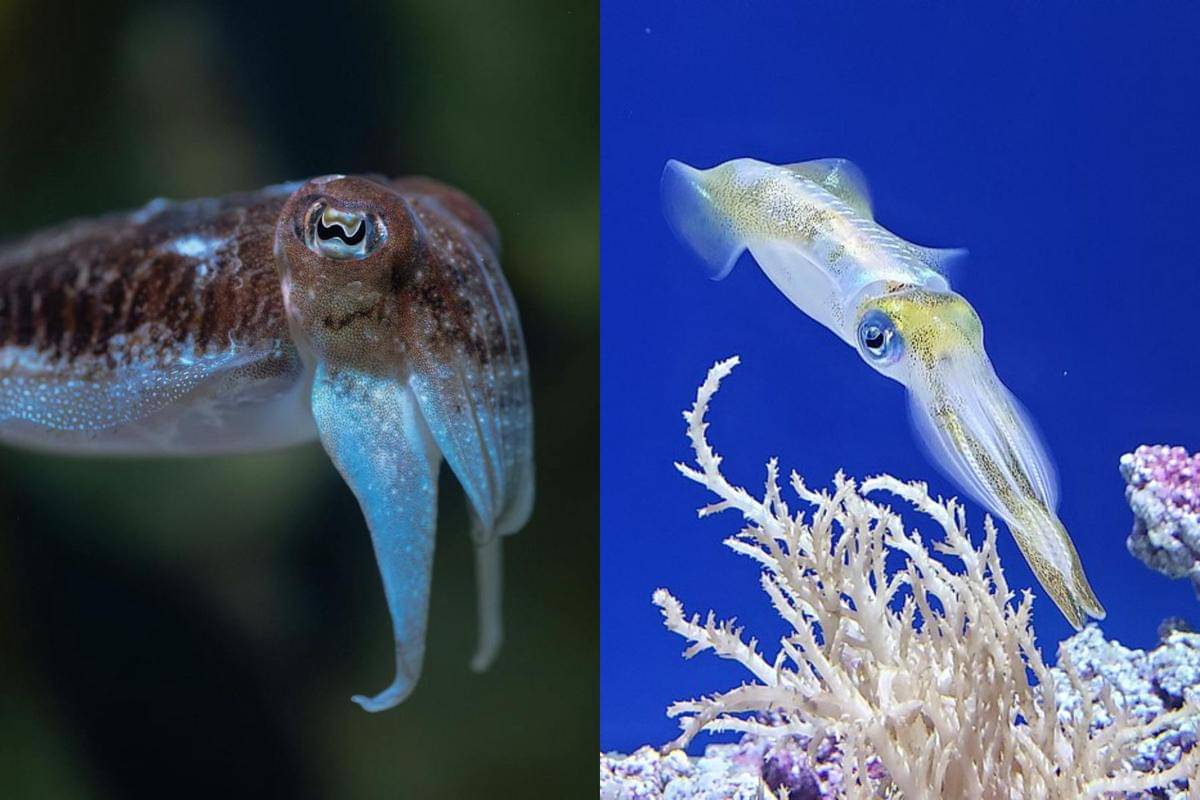 6 Perbedaan Cumi-Cumi dan Sotong, Serupa tapi Tak Sama! | IDN Times